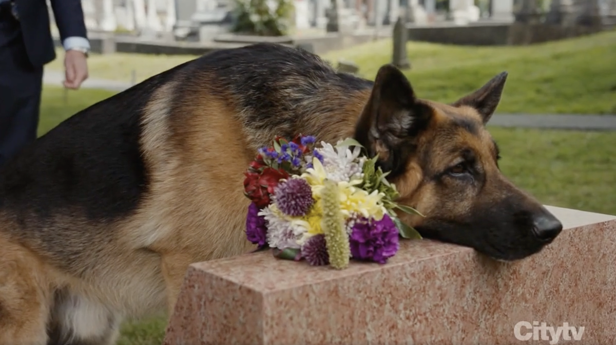 ☆Cats and Dogs #7 ORIGIN STORY - I LOVE MY LIFE −猫とROCKと愛の日々−