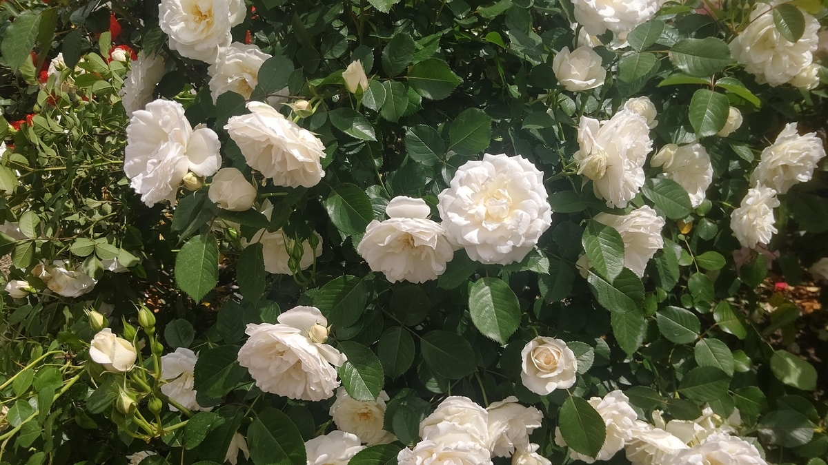 薔薇 - nfufの記録