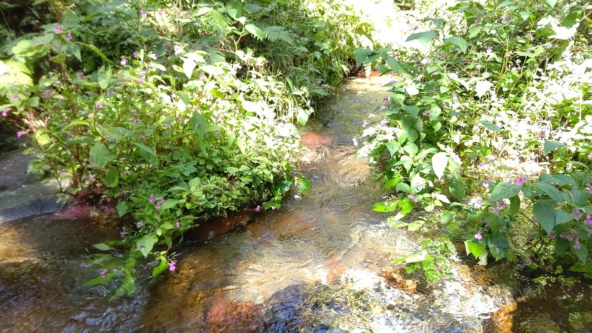 新米が美味しすぎる( ´艸`) ～鳥取「大山」湧き水で炊く（サンコーお弁当型炊飯器）～ - nfufの記録