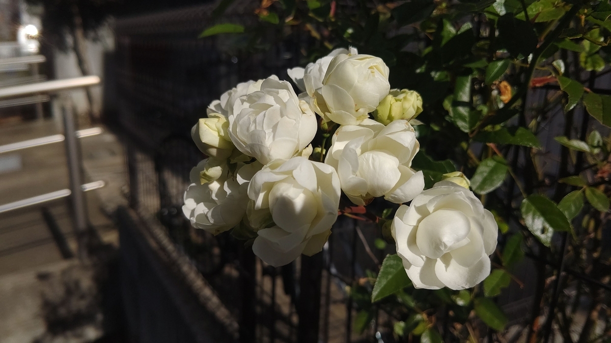 きれいな瞬間を切り取りたい① - nfufの記録