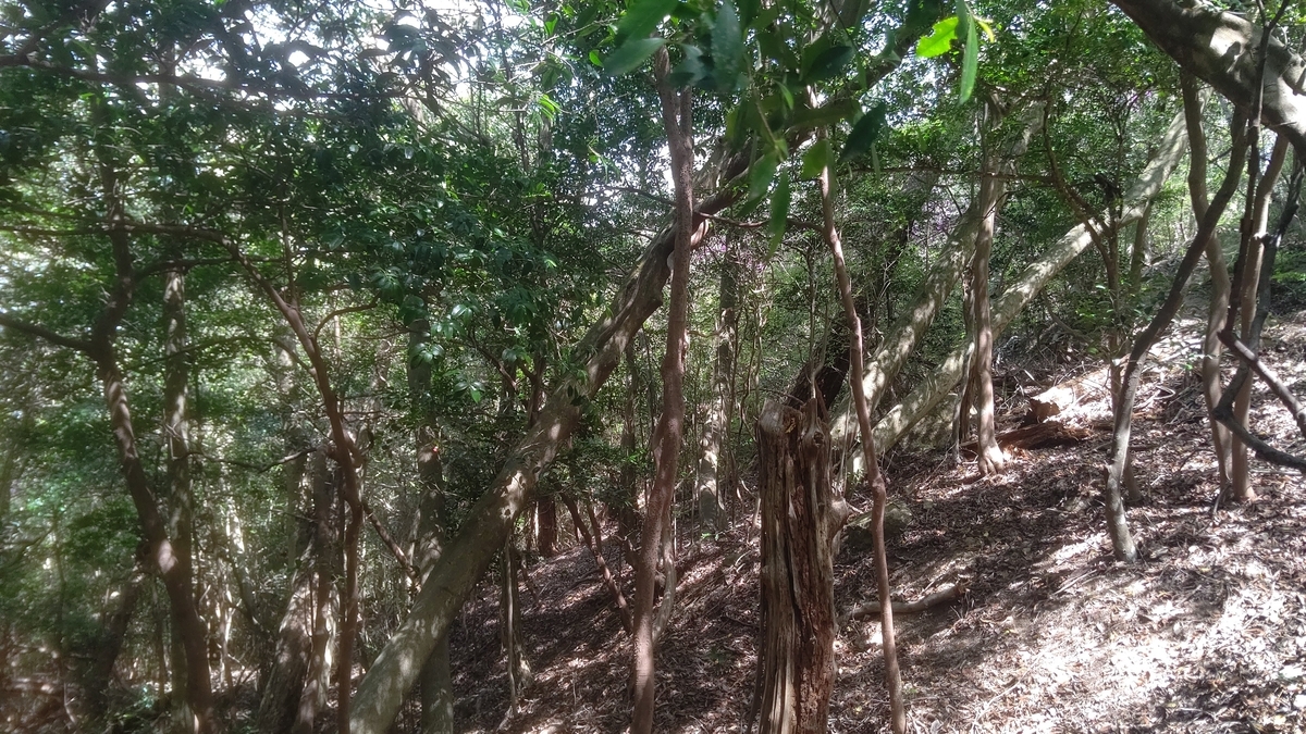 【六甲山系】鷲林寺から観音山へ 〜ロケーション抜群！アスレチックみたいな登山〜 - nfufの記録