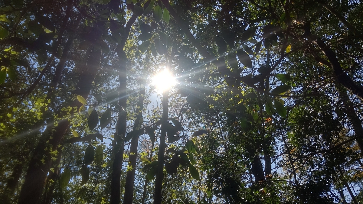 「フラット登山」のすすめ：頂上を目指さない、新しい自然との向き合い方 - nfufの記録