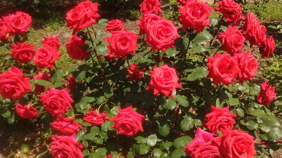 カラフルな薔薇が満開です( ´艸`) - nfufの記録