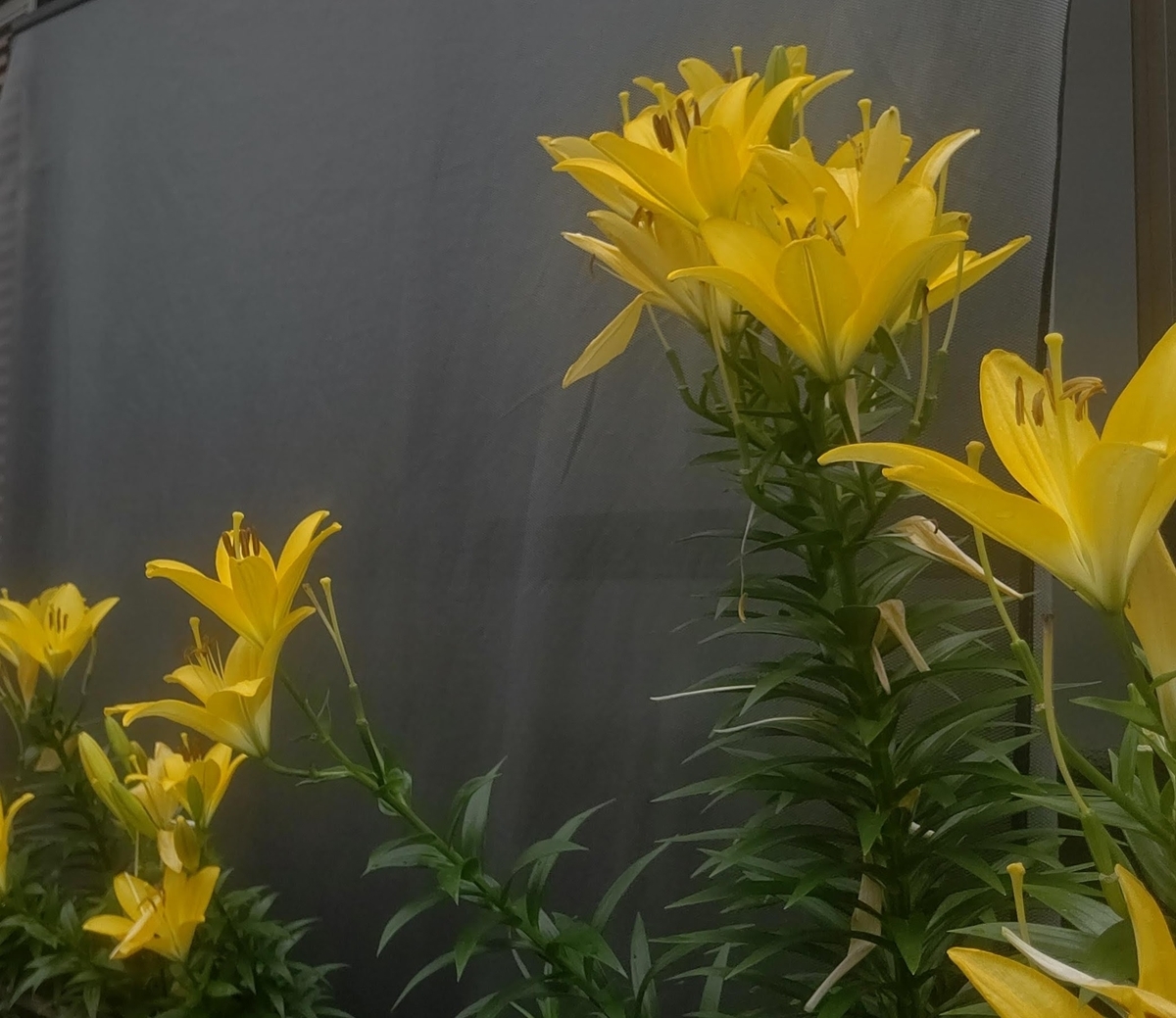 黄色い花 - nfufの記録