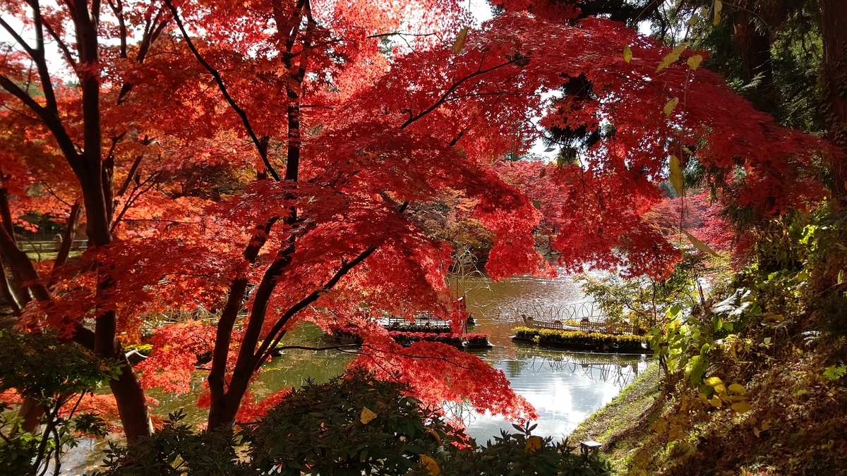 綺麗な「紅葉」を思い出す - nfufの記録