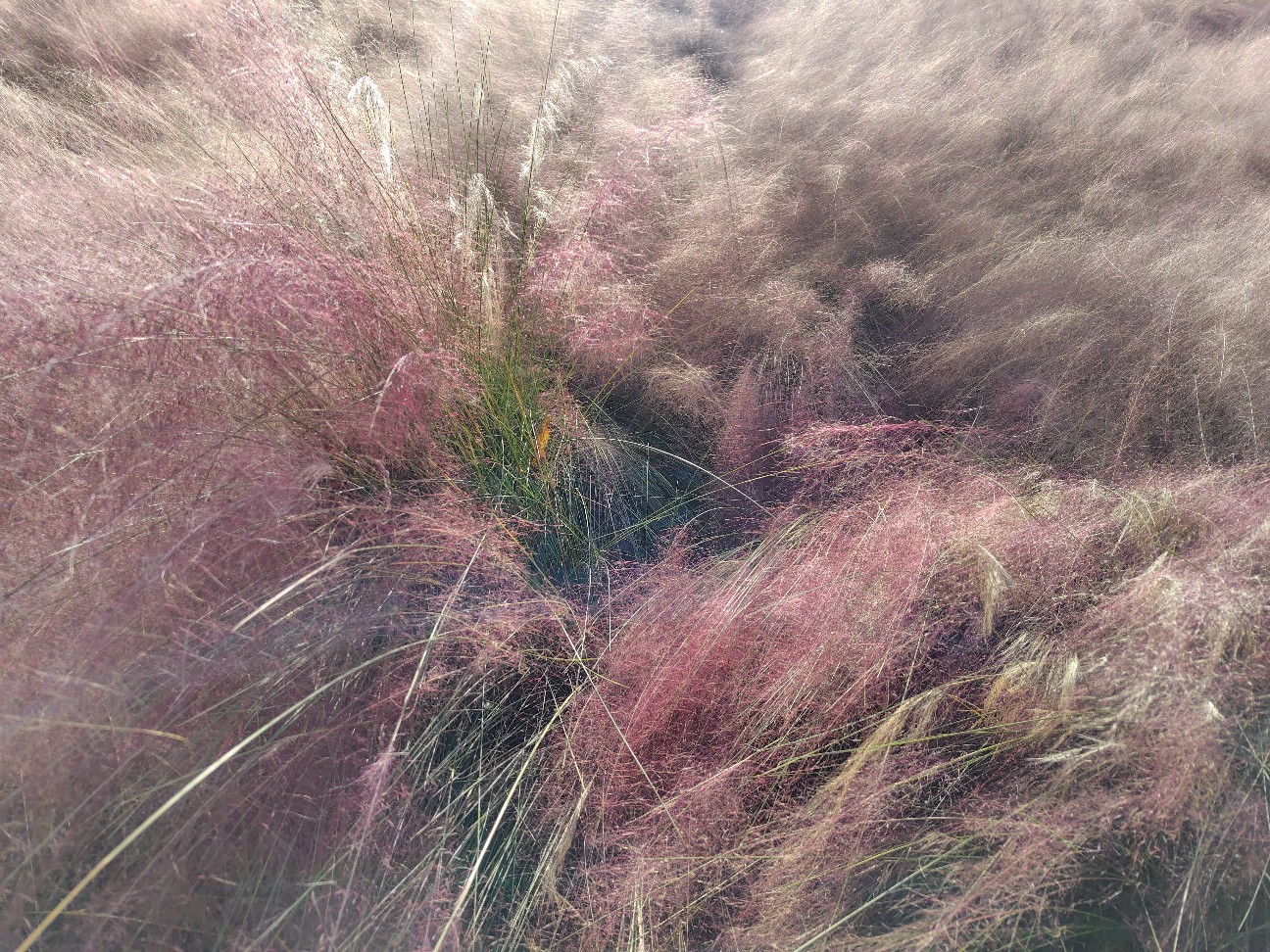 【植物】不思議な「ミューレンベルギア・カピラリス」 - nfufの記録