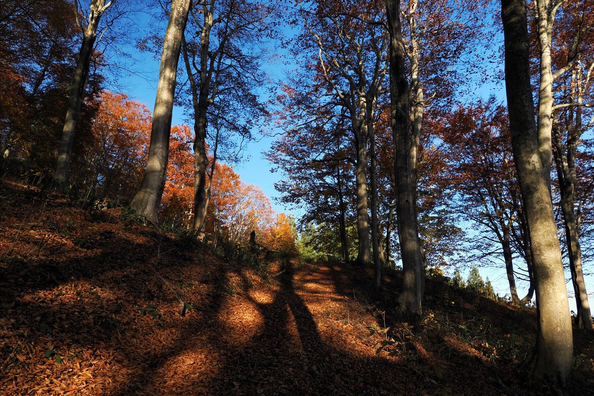 輝くブナと石仏と Ⅱ - NIIGATAさんぽびと