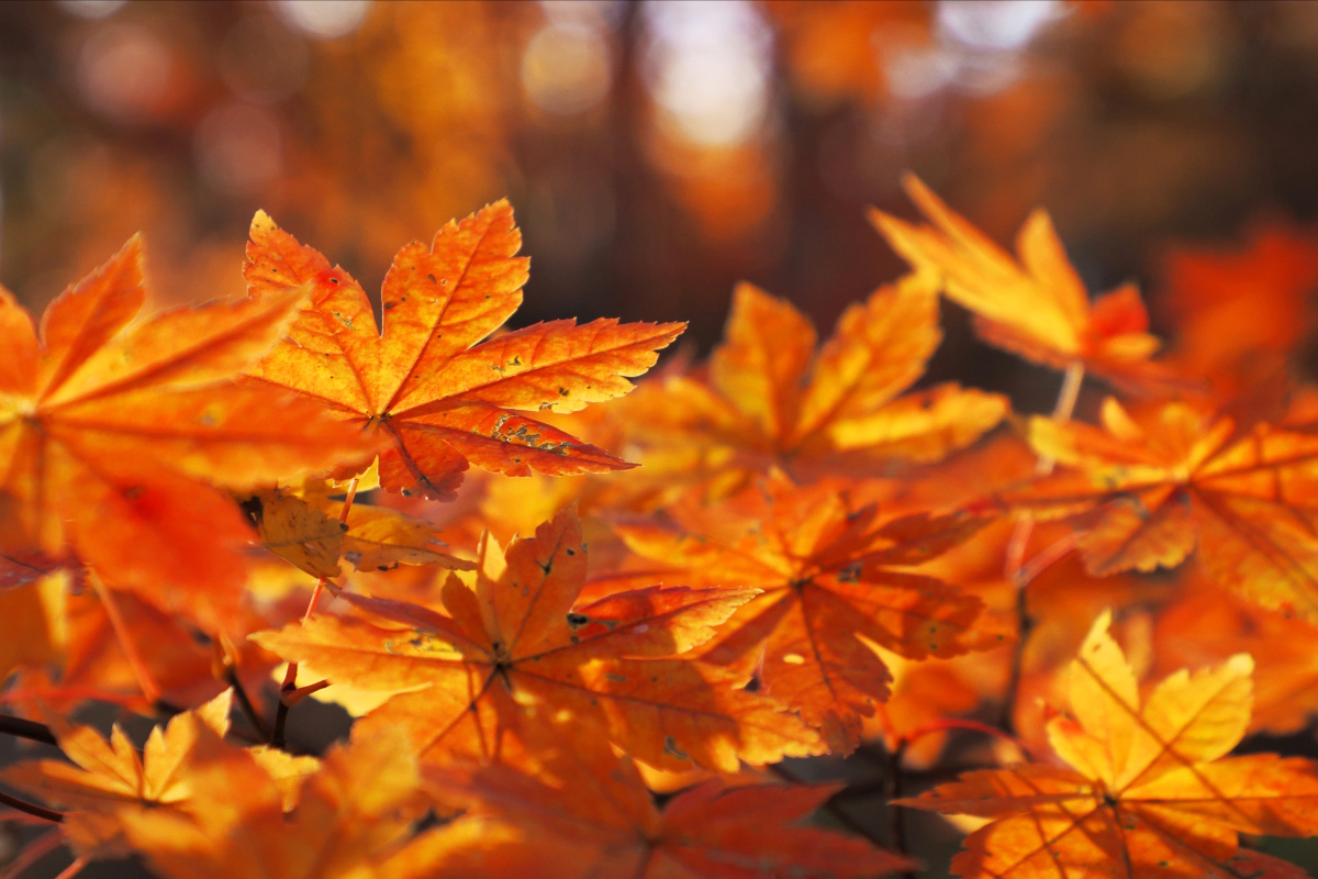 輝くブナと石仏と Ⅱ - NIIGATAさんぽびと