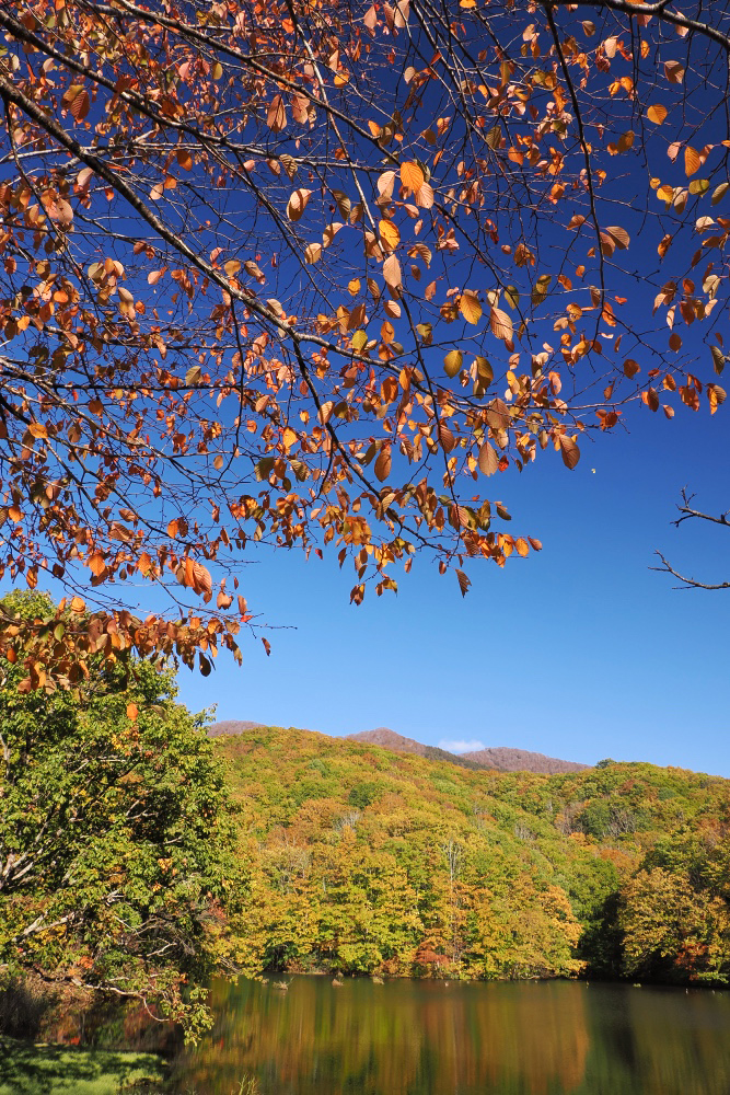 裏磐梯の湖沼めぐり 〜桧原湖・レンゲ沼・曲沢沼〜 - NIIGATAさんぽびと