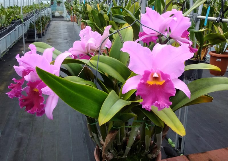 Rlc. (C. Chian-Tzy Mildcompton‘#116’x Li Jiuan Dancer‘#302’)‘MN-2’ - カト ...