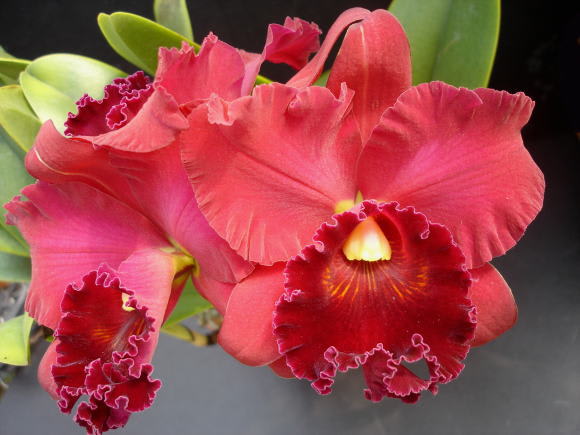 Rlc. Lisa Radiance‘Sachi’ - カトログ !! ～ カトレヤ交配種のブログ (Hybrid Cattleya's ...