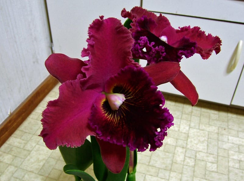 Rlc. Chia Lin‘The Sun’ - カトログ !! ～ カトレヤ交配種のブログ (Hybrid Cattleya's ...