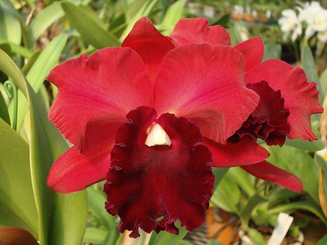 Rlc. Lisa Radiance‘Miki’ - カトログ !! ～ カトレヤ交配種のブログ (Hybrid Cattleya's ...