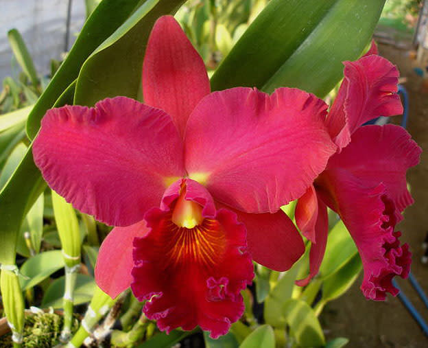 Rlc. Lisa Radiance‘Sachi’ - カトログ !! ～ カトレヤ交配種のブログ (Hybrid Cattleya's ...