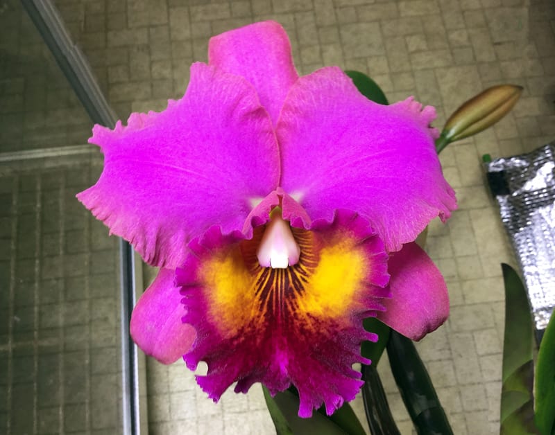 Rlc. Shining Mirage ‘Tangerine Pearl’ - カトログ !! ～ カトレヤ交配種のブログ (Hybrid ...