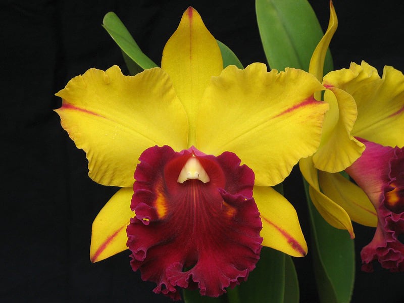 Rlc. Tainan Gold‘Golden Finch’ - カトログ !! ～ カトレヤ交配種のブログ (Hybrid Cattleya ...