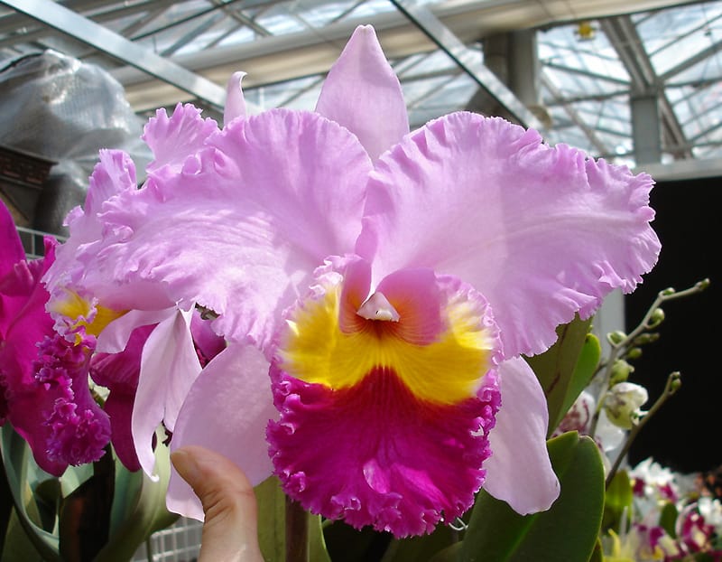 Rlc. Pamela Finney - カトログ !! ～ カトレヤ交配種のブログ (Hybrid Cattleya's Database)