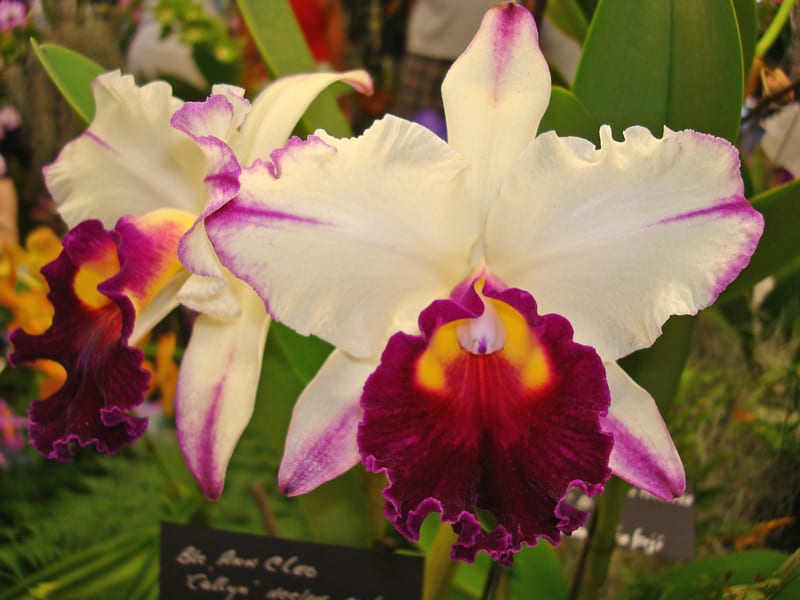 Rlc. Ann Cleo‘Callyn’ - カトログ !! ～ カトレヤ交配種のブログ (Hybrid Cattleya's ...