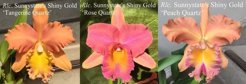 Rlc. Sunnystate's Shiny Gold‘Red Quartz’ - カトログ !! ～ カトレヤ交配種のブログ ...