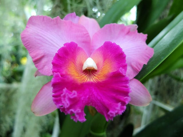 Rlc. Volcano Delight‘Volcano Queen’ - カトログ !! ～ カトレヤ交配種のブログ (Hybrid ...