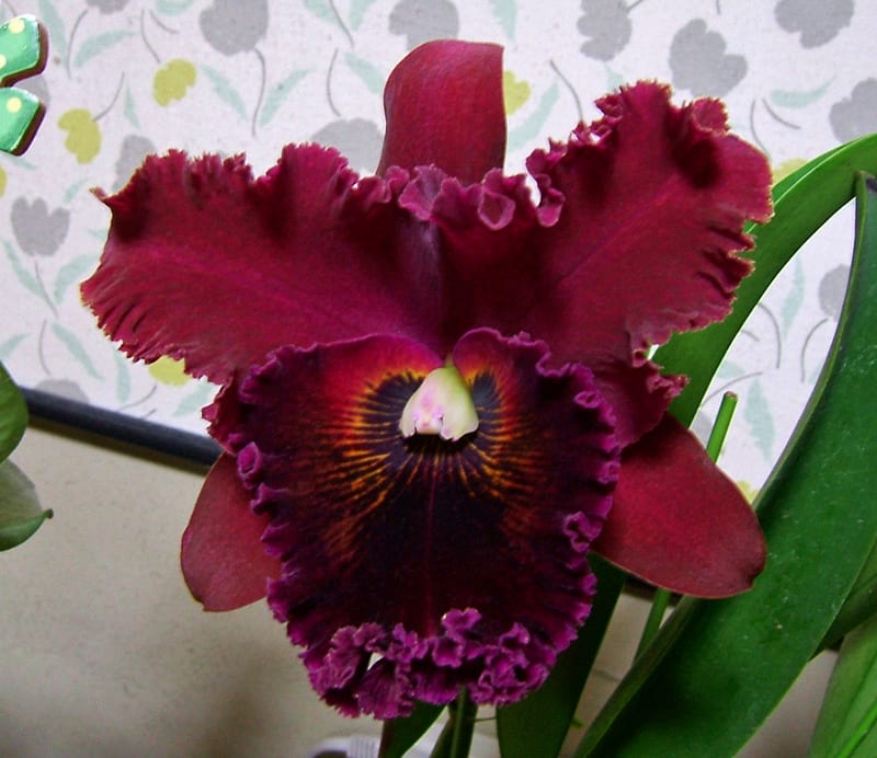 Rlc. Chia Lin‘The Sun’ - カトログ !! ～ カトレヤ交配種のブログ (Hybrid Cattleya's ...