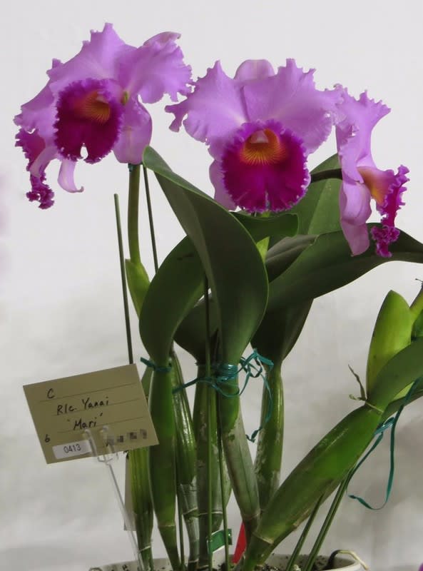 Rlc. Yanai‘Mari’ - カトログ !! ～ カトレヤ交配種のブログ (Hybrid Cattleya's Database)