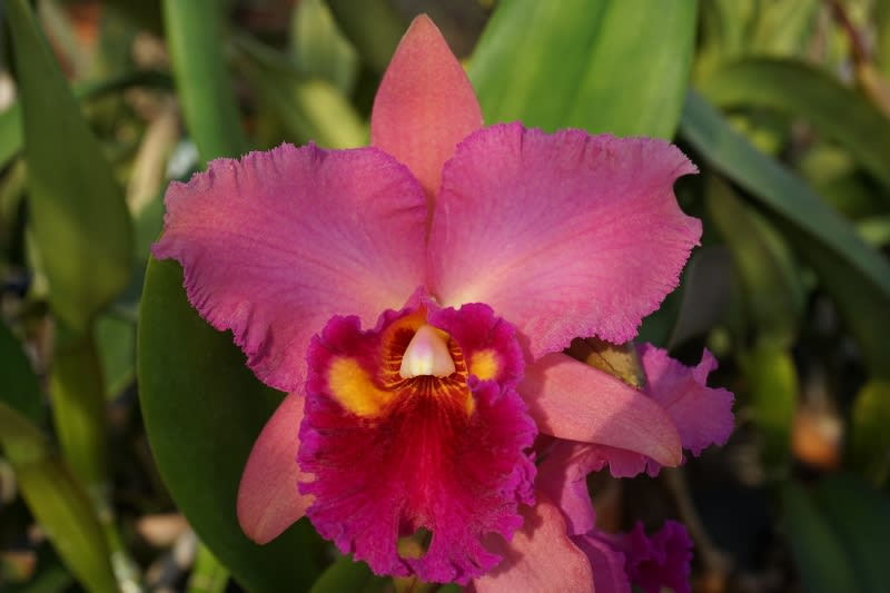 Rlc. Marie Orange Scherbert‘Mio’ - カトログ !! ～ カトレヤ交配種のブログ (Hybrid ...