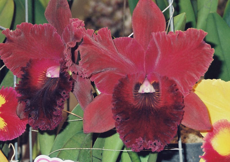Rlc. Chia Lin‘The Sun’ - カトログ !! ～ カトレヤ交配種のブログ (Hybrid Cattleya's ...