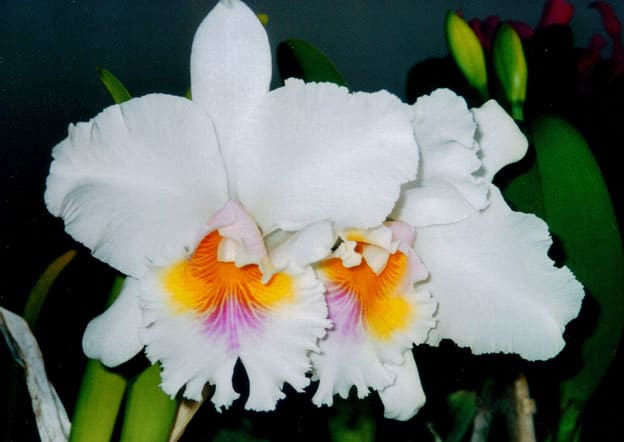 Rlc. High Sierra‘Alpine Lass’ - カトログ !! ～ カトレヤ交配種のブログ (Hybrid Cattleya ...