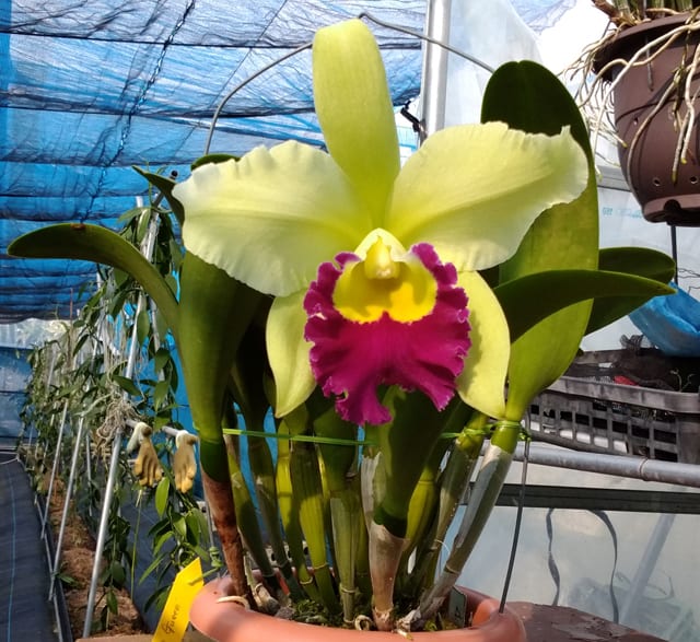 Rlc. Pratum Green‘#1’ - カトログ !! ～ カトレヤ交配種のブログ (Hybrid Cattleya's ...