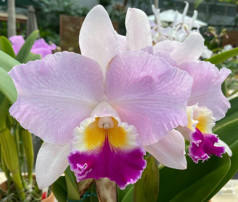 Rlc. Dream Color - カトログ !! ～ カトレヤ交配種のブログ (Hybrid Cattleya's Database)