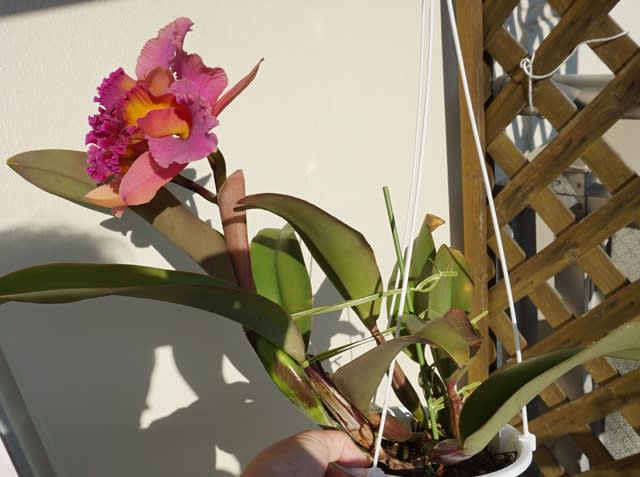 Rlc. Shining Mirage‘仮個体名SN20171203’ - カトログ !! ～ カトレヤ交配種のブログ (Hybrid ...