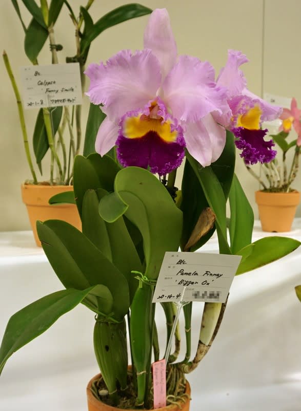Rlc. Pamela Finney‘Bigger OX’ - カトログ !! ～ カトレヤ交配種のブログ (Hybrid Cattleya ...