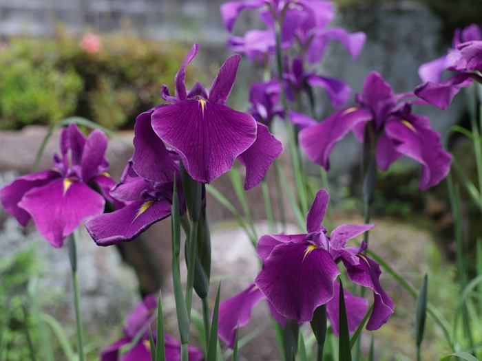 はてなブログのデビュー作 ハナショウブは 気に入っています💛 - nokoの花図鑑