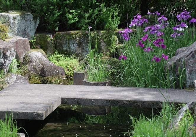 はてなブログのデビュー作 ハナショウブは 気に入っています💛 - nokoの花図鑑