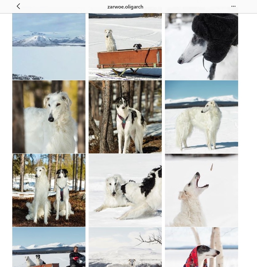 美しい犬【ボルゾイ】 - 多趣味な野良人