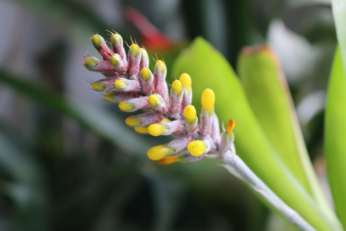 Aechmea blumenavii - HERBA-S