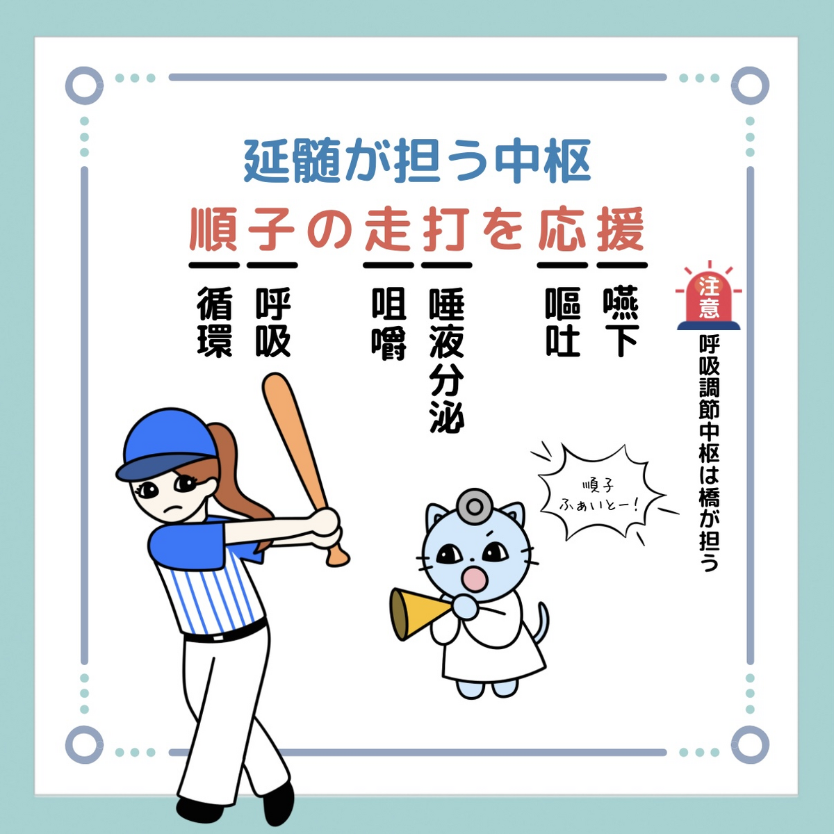 延髄が担う中枢のゴロ（覚え方）｜歯科ゴロ - 歯学部で使えるイラスト付き歯科ゴロ！