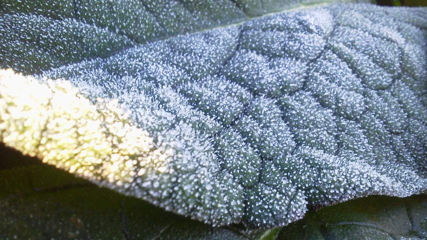 10月24日朝 初霜 & 撮影の最後は M51 - nyancotan's diary 天体写真 in Hokkaido