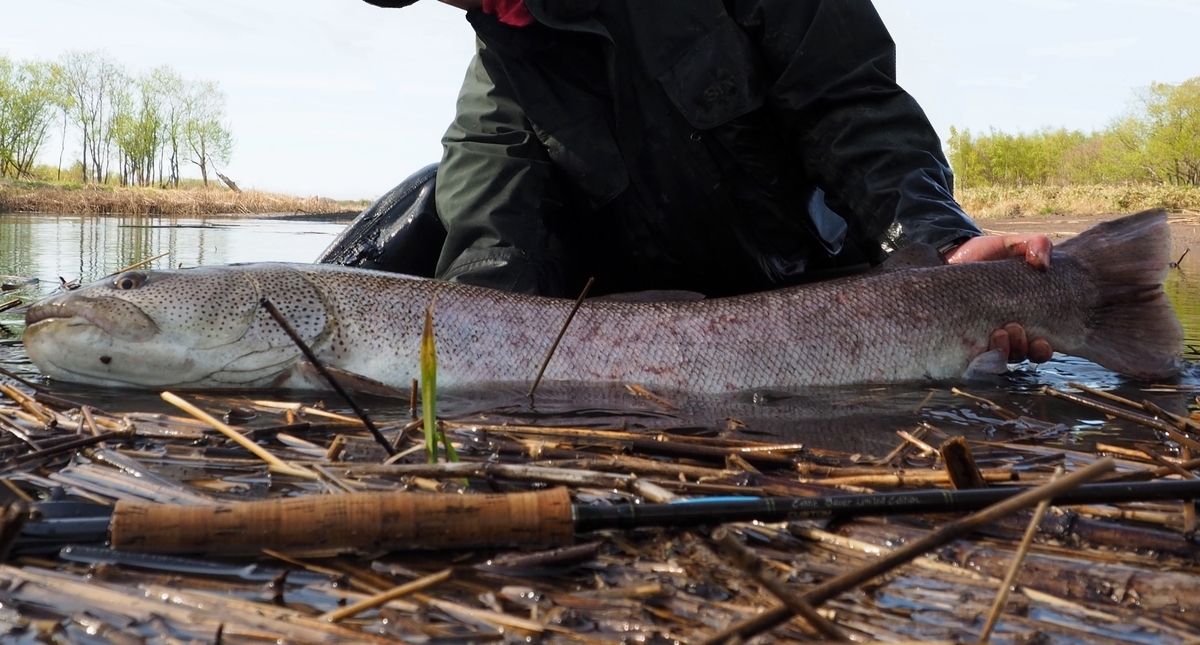 Flyfishing for "Ito". Hokkaido Japan. - 釣りにゃんだろう