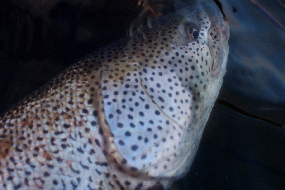 Flyfishing for "Ito". Hokkaido Japan. - 釣りにゃんだろう