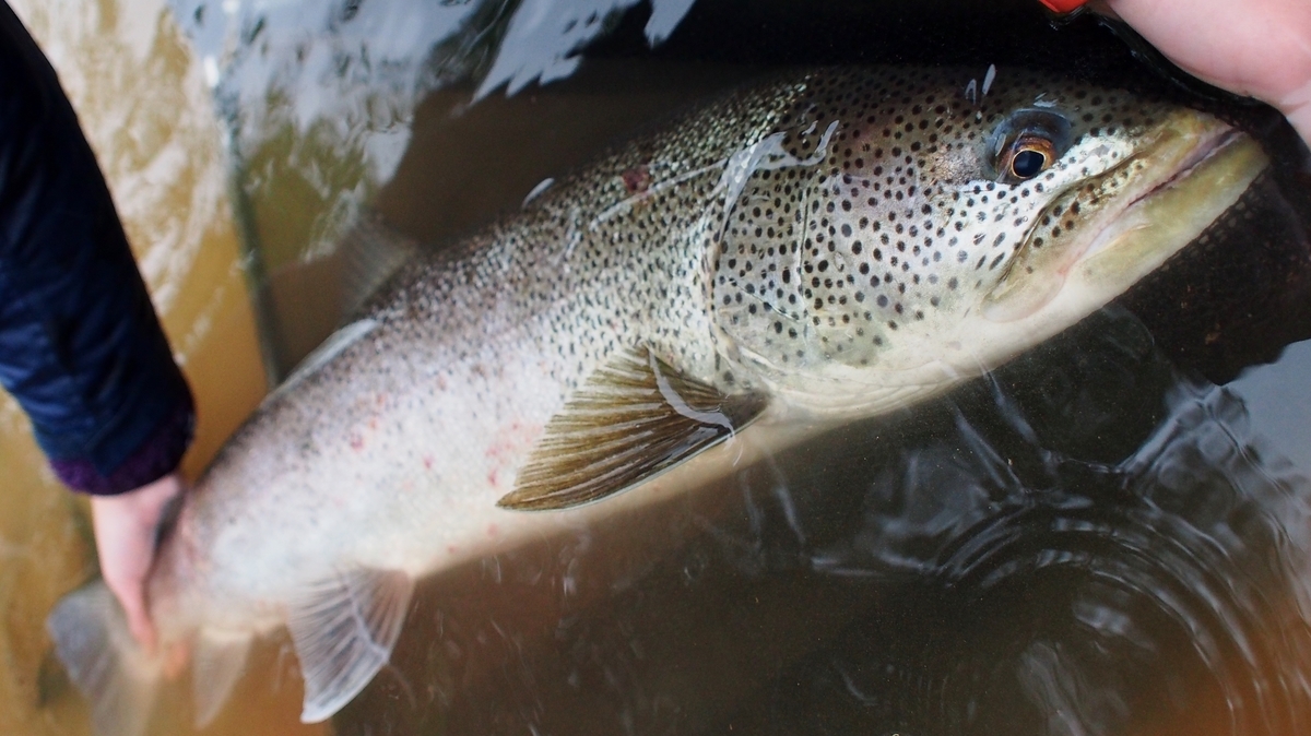 Flyfishing for "Ito". Hokkaido Japan. - 釣りにゃんだろう
