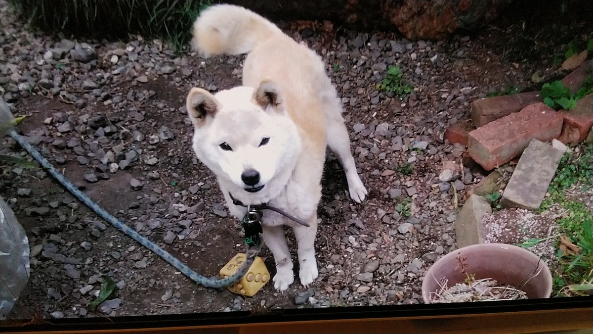 FPパートナー(7388)から11月権利のQUOカードが届きました☺ - 猫たちと株主優待気ままブログ