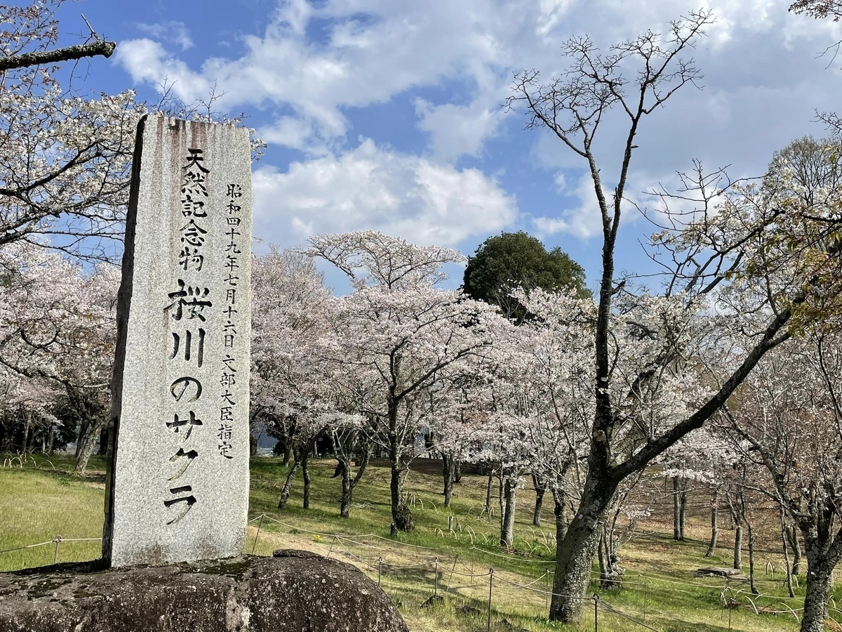 桜川市の桜の名所4選！現在の開花状況や見ごろは？【茨城】 - One Access
