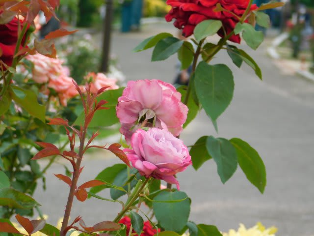 日本は、根深い - oichan-2’s blog