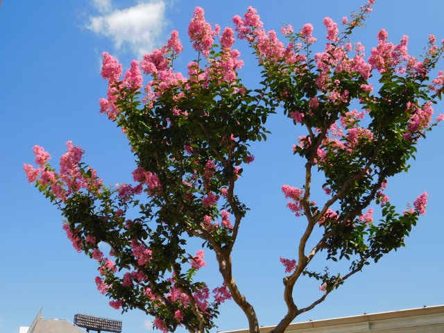 募金詐欺 - oichan-2’s blog