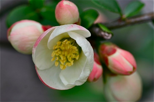 ボケの花 - おきらくの里山便り