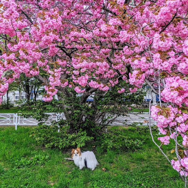 紫が一番 - おもみの札幌おいしい家庭