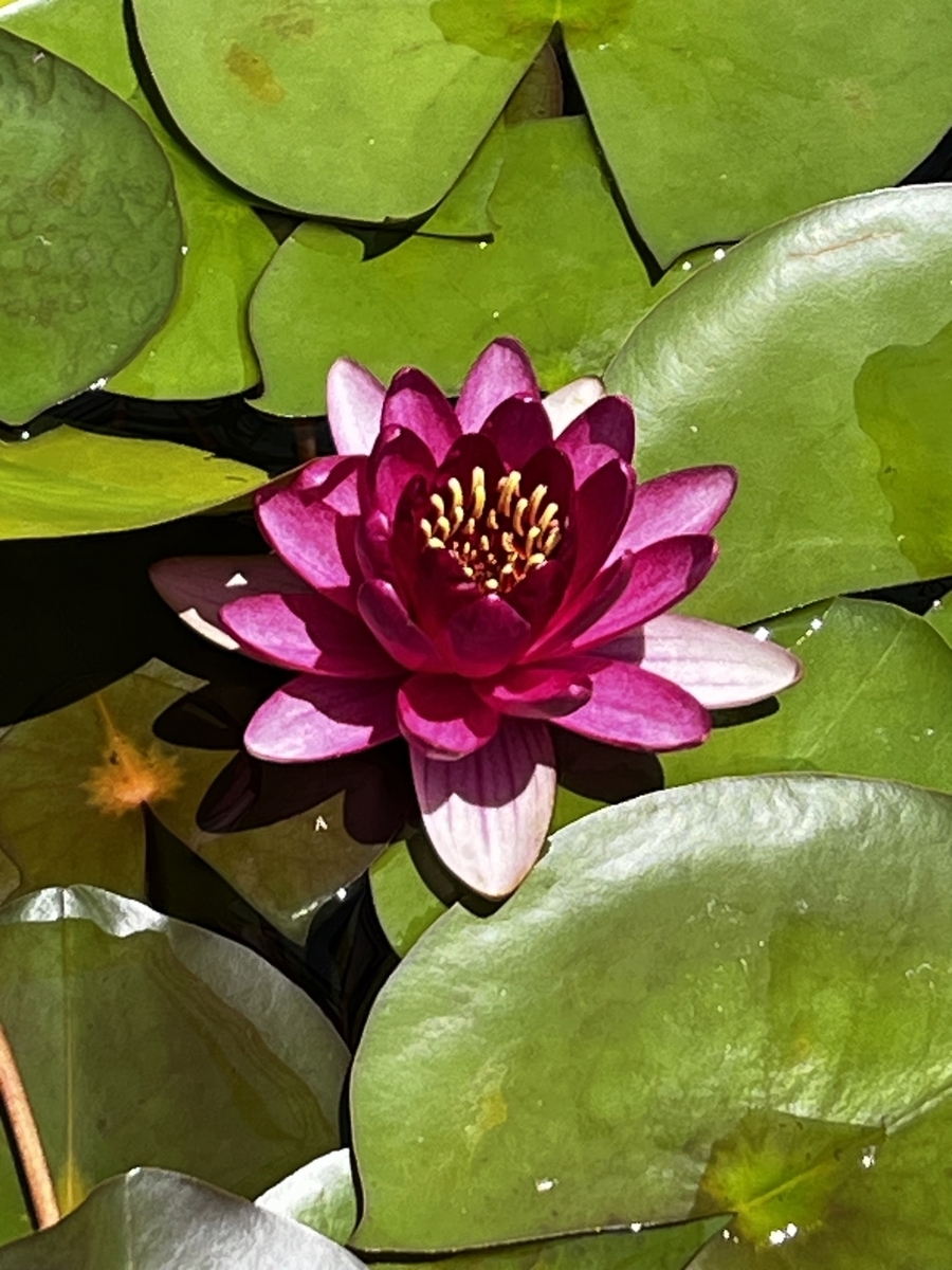 お彼岸の入に - 大森義成 滅罪生善道場 密教 善龍庵