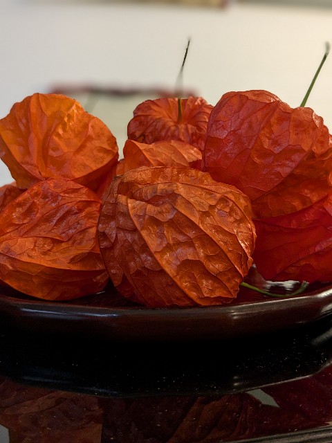 楽しさや喜びを感じるご供養 - 大森義成 滅罪生善道場 密教 善龍庵